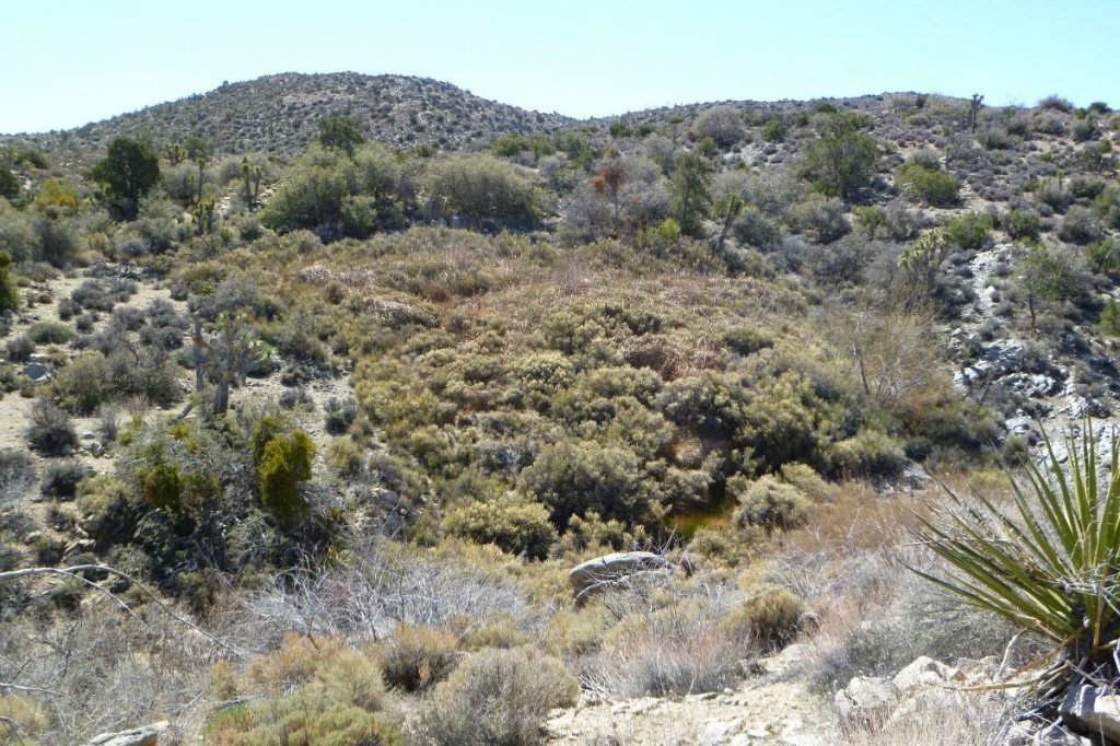 Stubbe Spring Loop hike, Joshua Tree NP, 3/13/2013